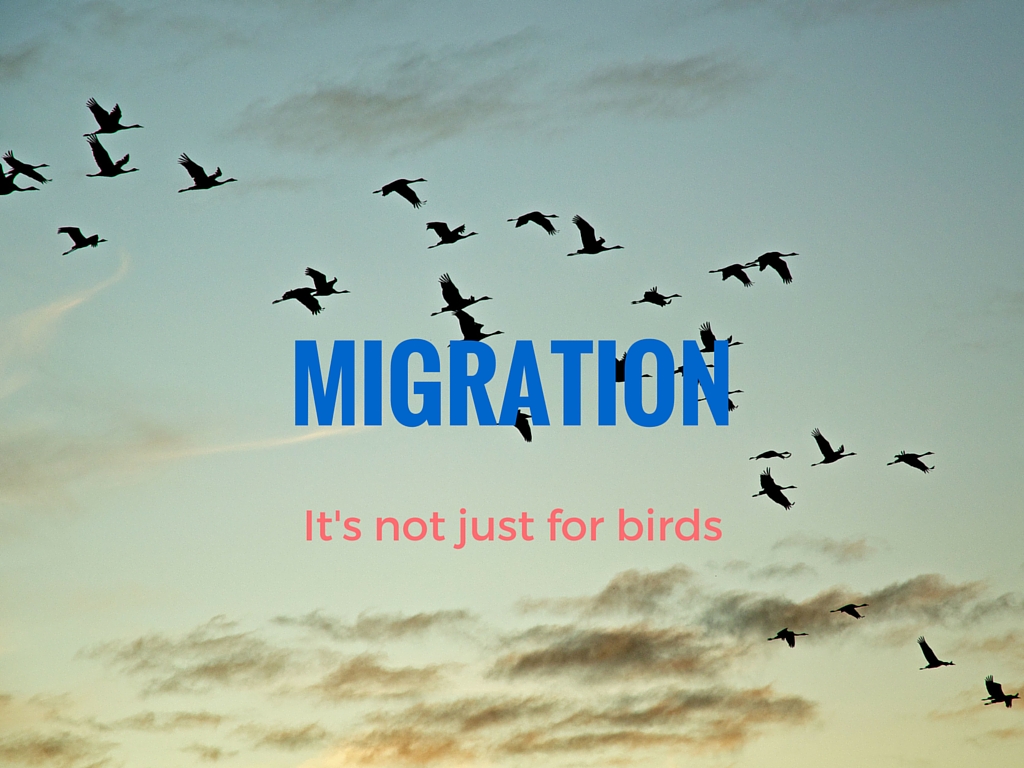 Migrate GoDaddy Wordpress site: Economy to Ultimate Hosting